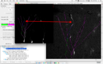 Tracing Neurons using FIJI (ImageJ)